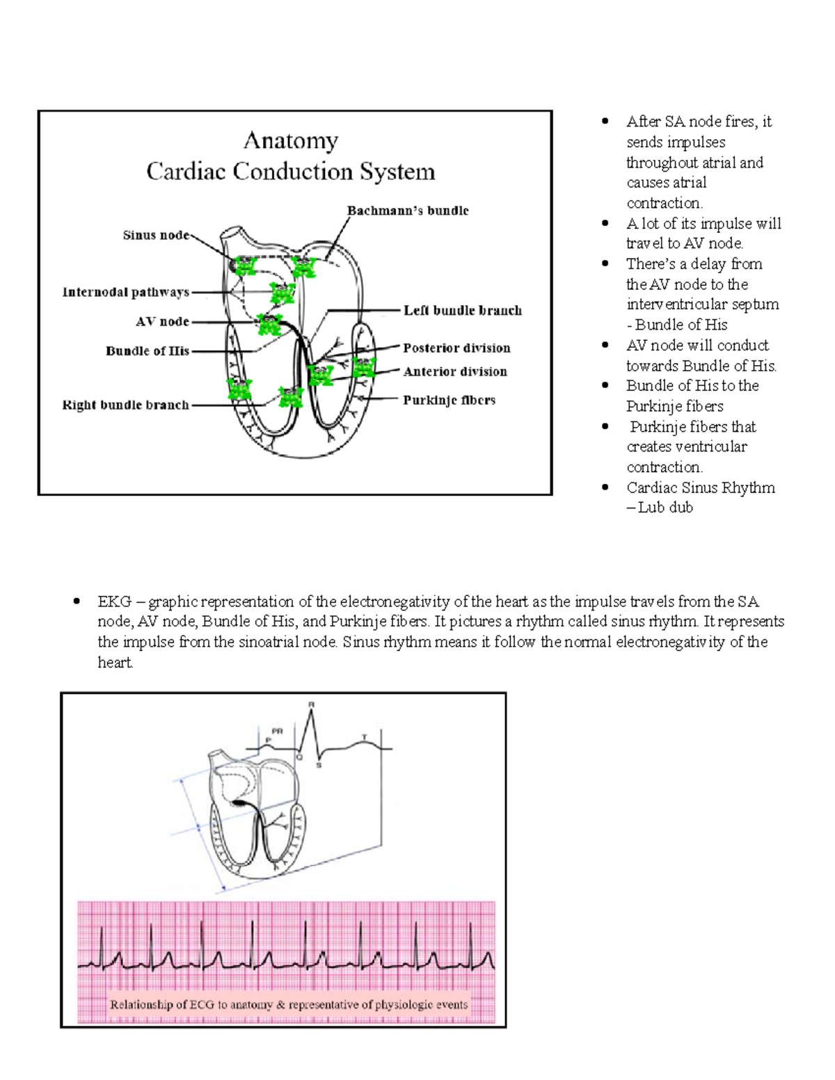 EKG Notes v2 - After SA node fires, it sends impulses throughout atrial ...