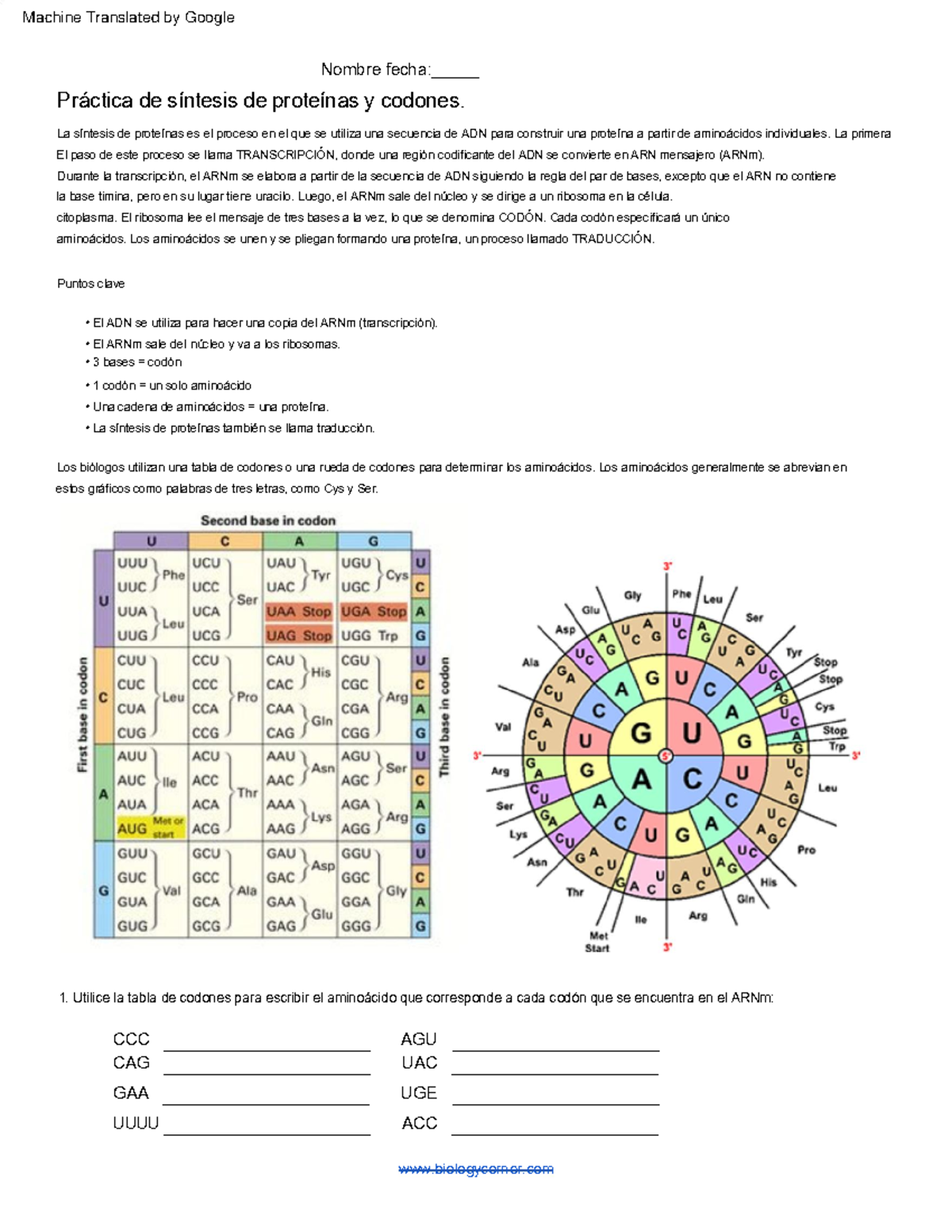 Protein Synthesis and Codons Practice Spanish - Práctica de síntesis de ...