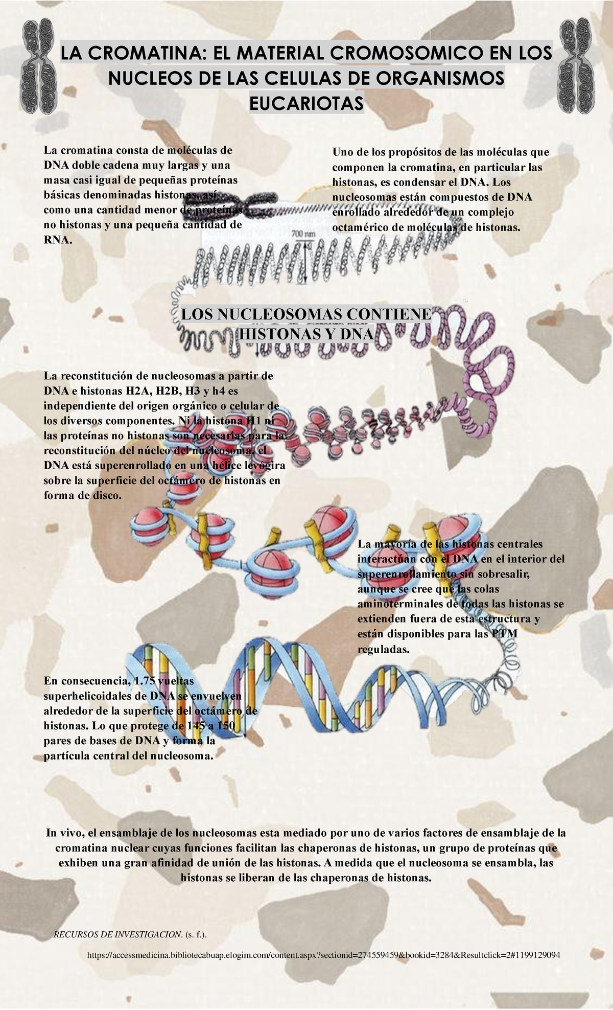 Infografia de la comatina - LA CROMATINA: EL MATERIAL CROMOSOMICO EN ...