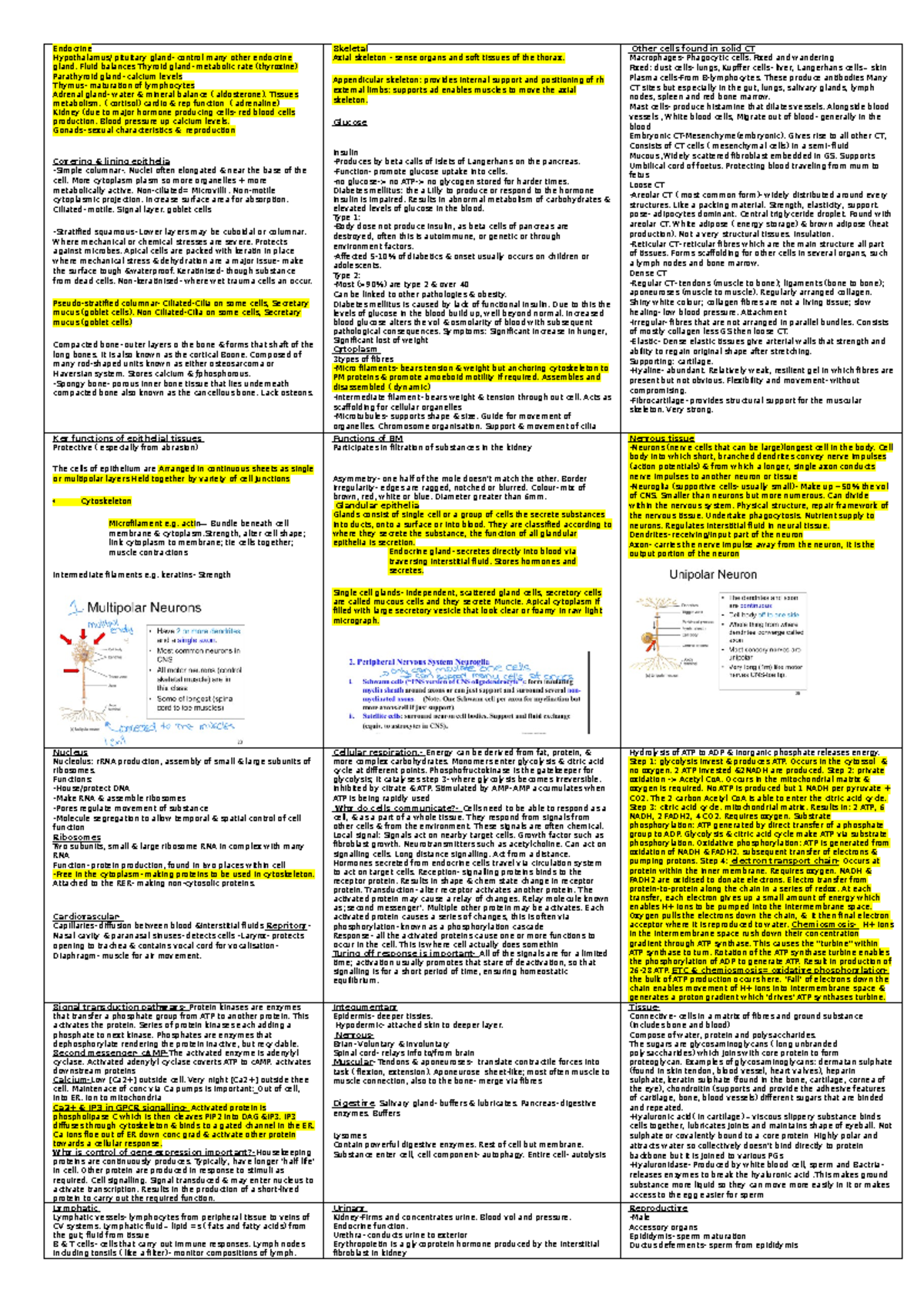Mid sem cheat sheet - Endocrine Hypothalamus/ pituitary gland- control ...