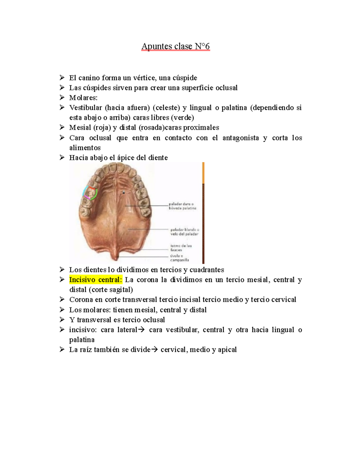 Apuntes clase N°6 anatomía aplicada - Apuntes clase N° El canino forma ...