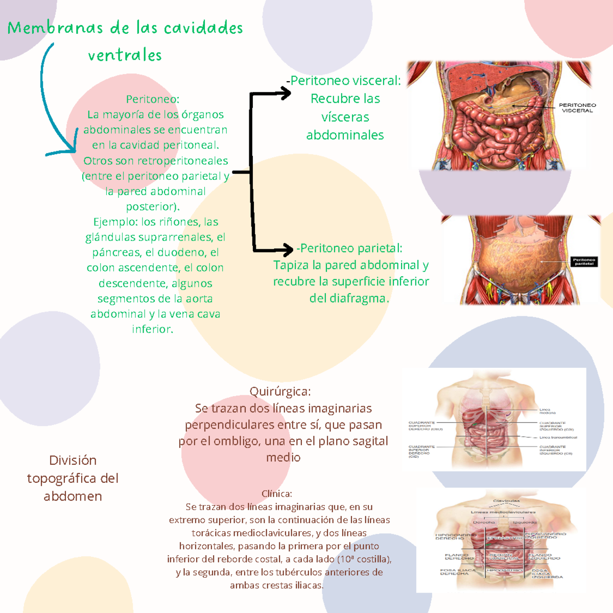Clase 4 - DATOS IMPORTANTES - Membranas de las cavidades ventrales ...