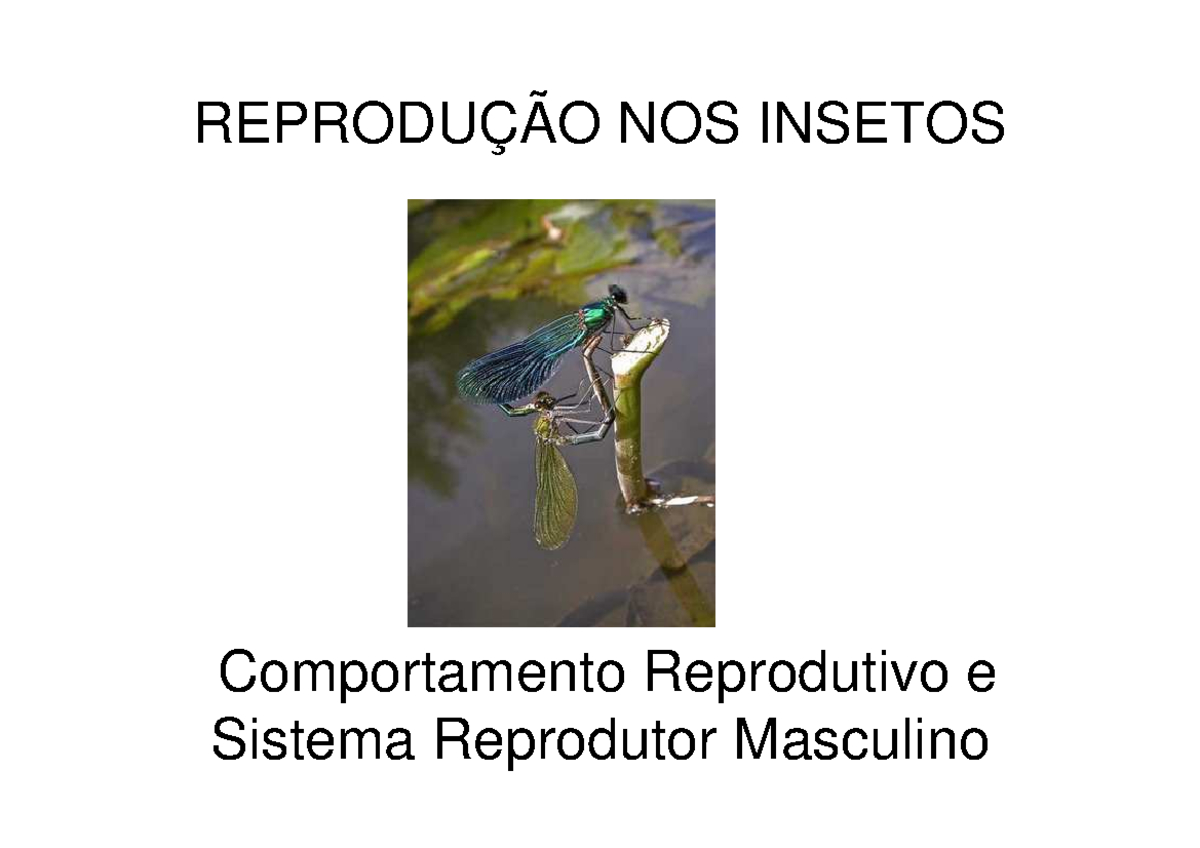 Sistema Reprodutor Masculino - REPRODUÇÃO NOS INSETOS Comportamento ...