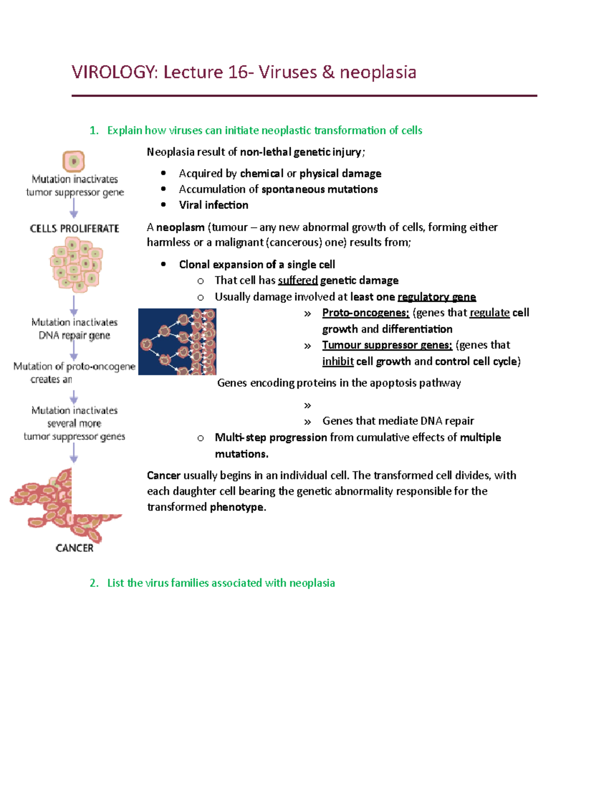 Virology- Lecture 16- Viruses & neoplasia - VIROLOGY: Lecture Viruses ...