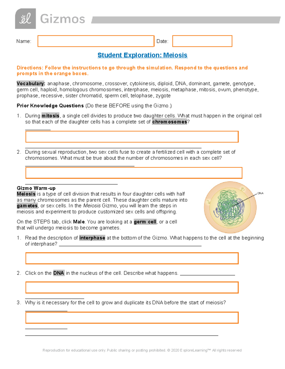 Academic Meiosis SE - help - Name: Date: Student Exploration: Meiosis ...