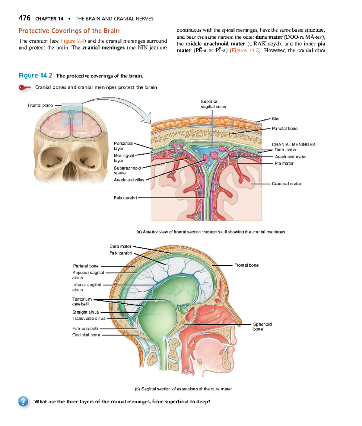 Anatomyand Physiology-170 - 476 CHAPTER 14 • THE BRAIN AND CRANIAL ...
