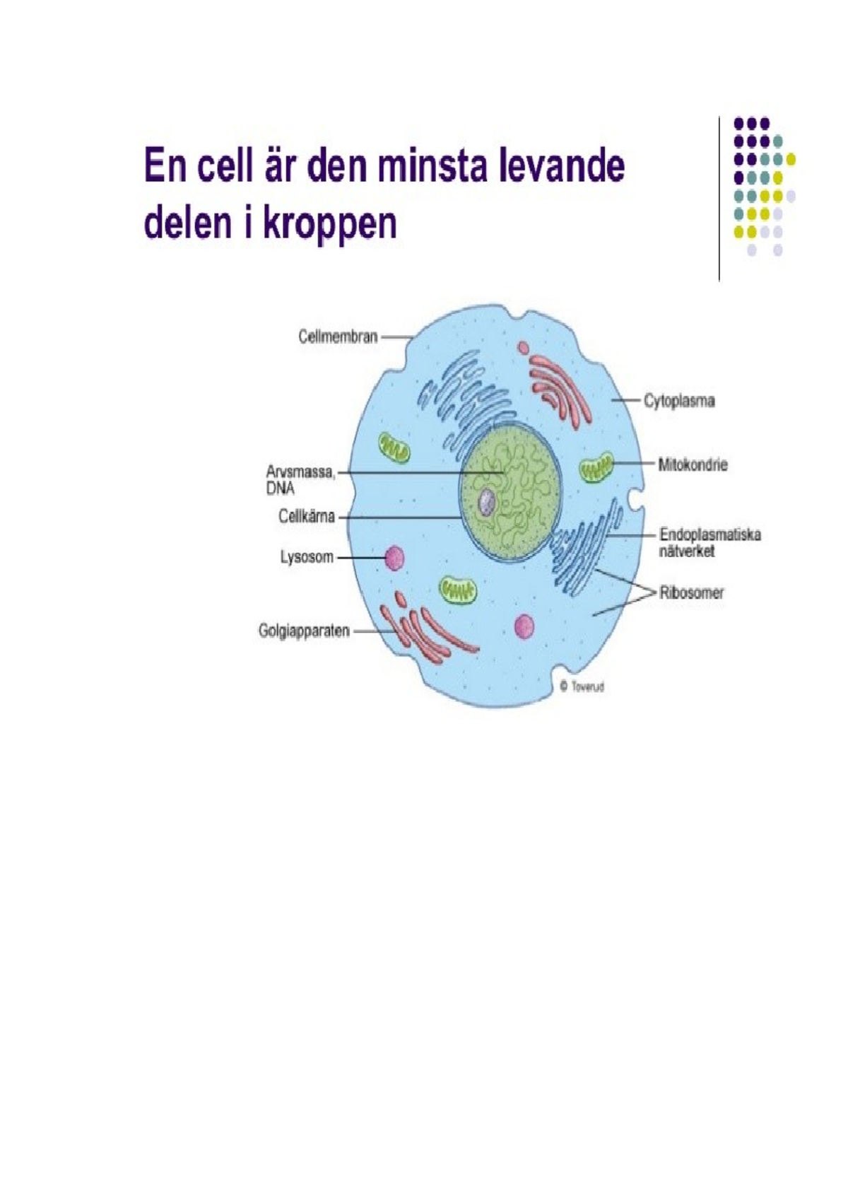 Cellen anatomi fysiologi 1 - En cell är den minsta levande delen i ...