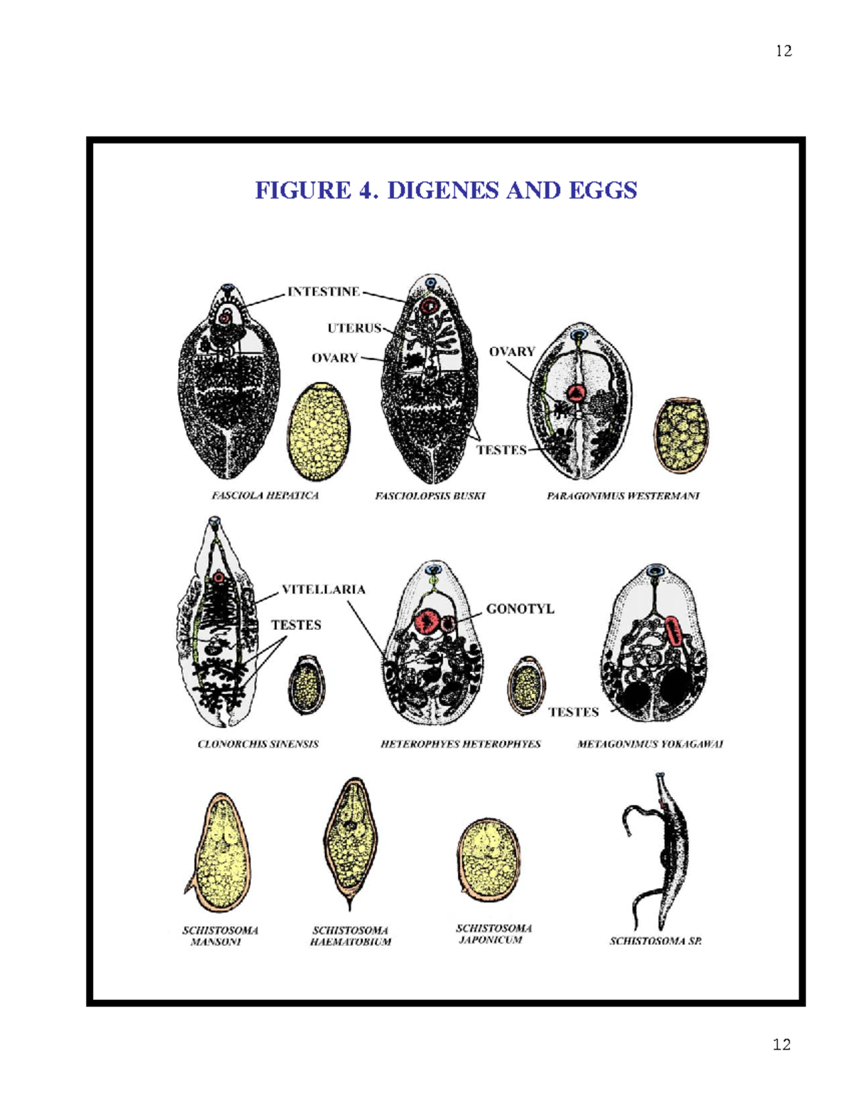 Reading Material Cestodes Nematoda - FIGURE 4. DIGENES AND EGGS Table 1 ...
