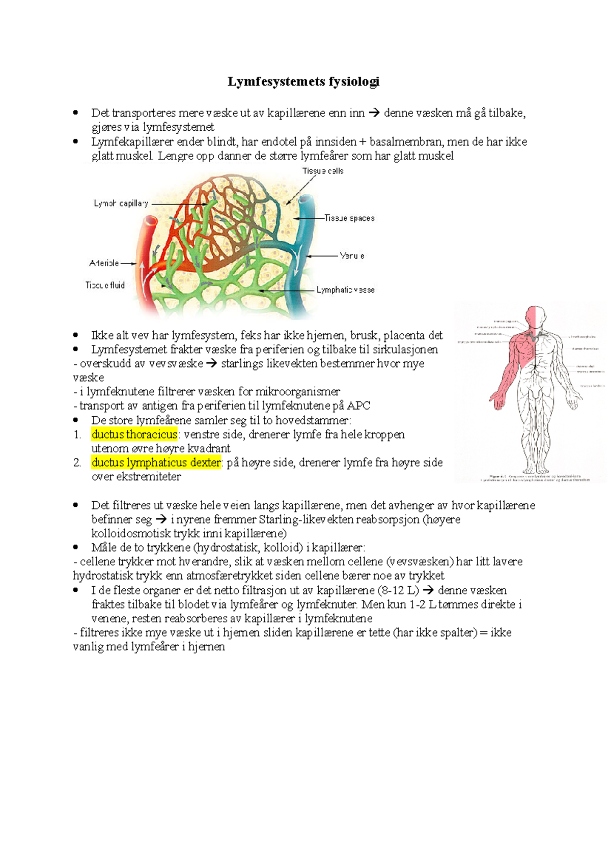 Lymfesystemets fysiologi - Lengre opp danner de større lymfeårer som ...
