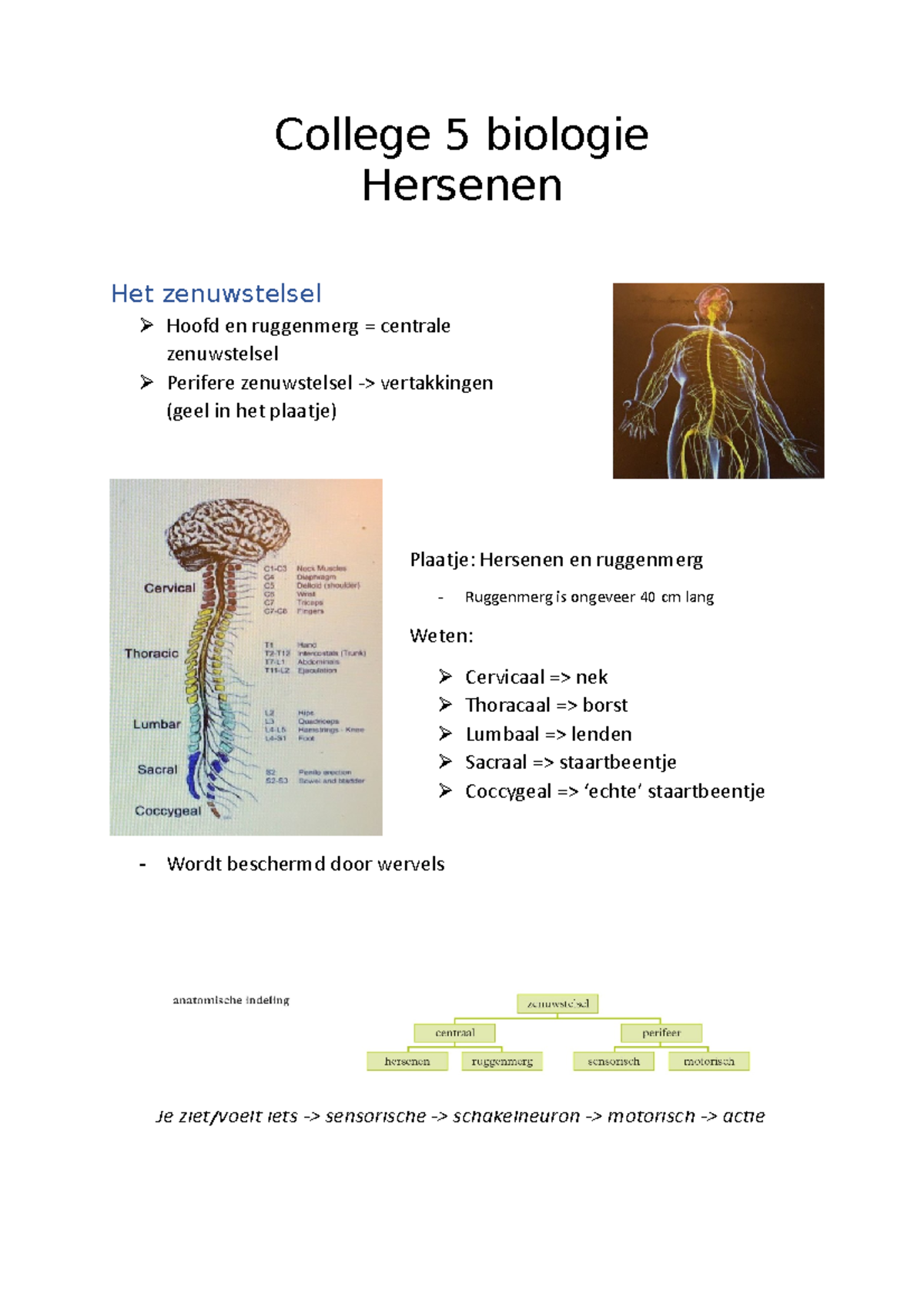 College 5 biologie hersenen - College 5 biologie Hersenen Het ...