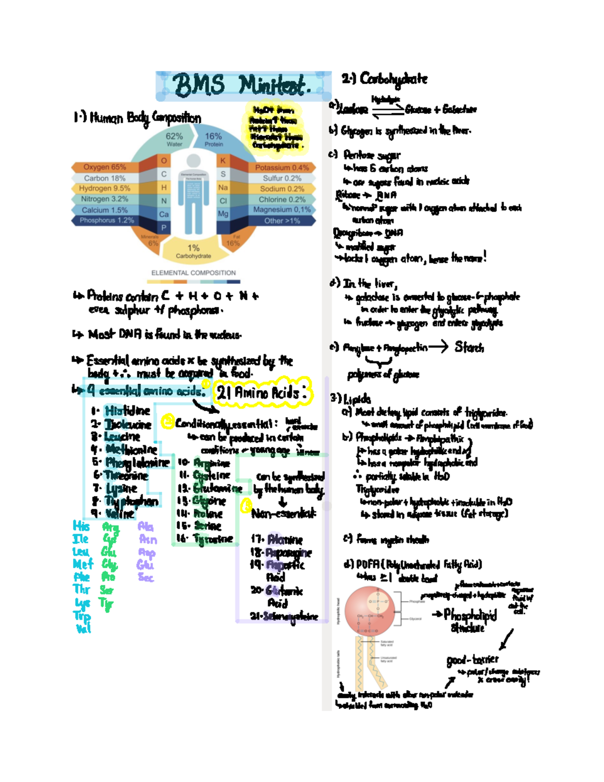 Sample/practice exam 2019, questions and answers - BMS 2 Carbohydrate ...