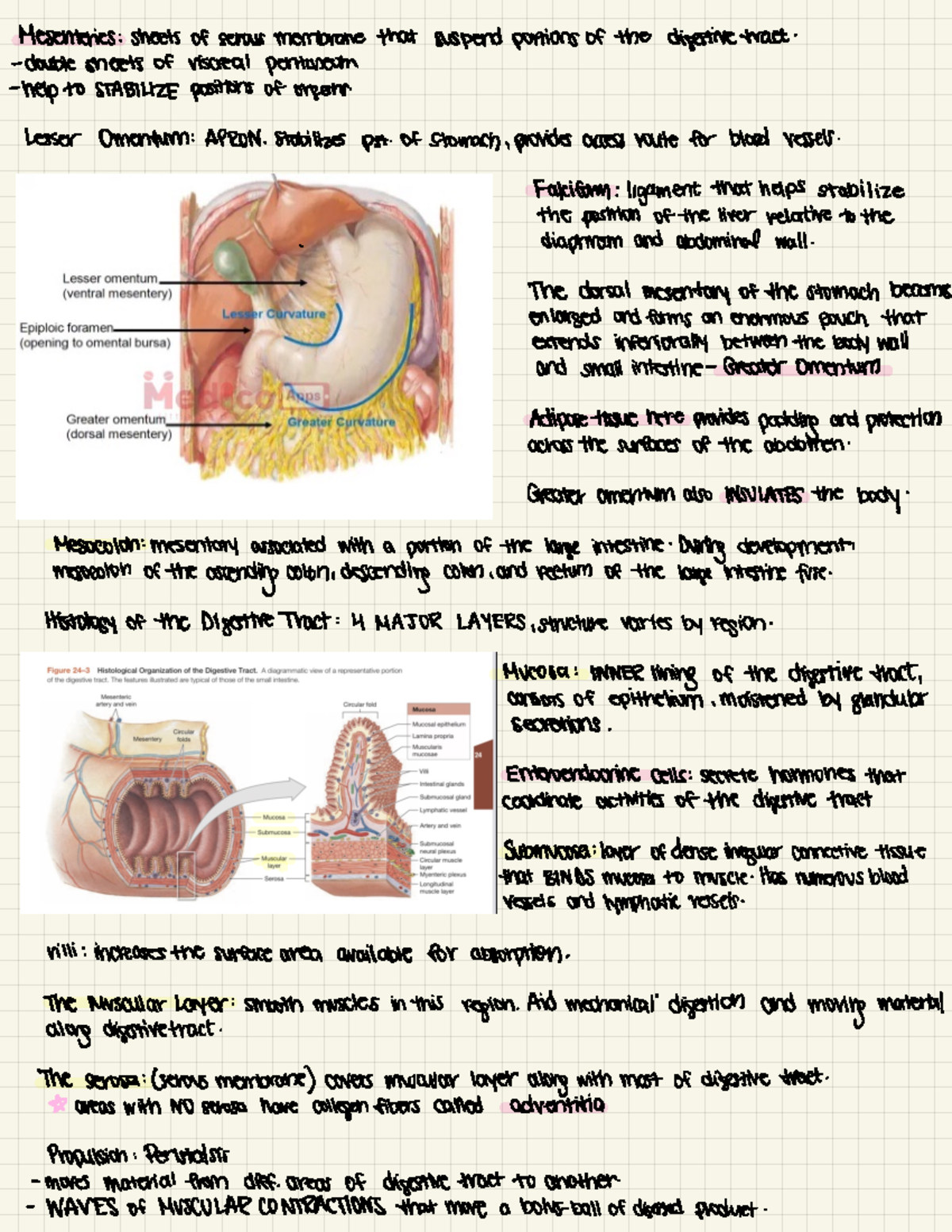 Histology of the Digestive Tract - Mesenteries : sheets of serous ...