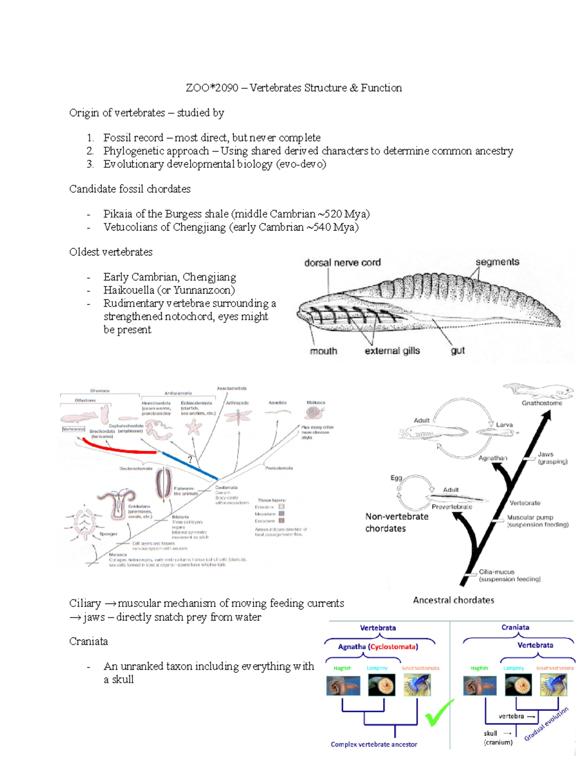 ZOO 2090 -Midterm 1 - ZOO*2090 – Vertebrates Structure & Function ...