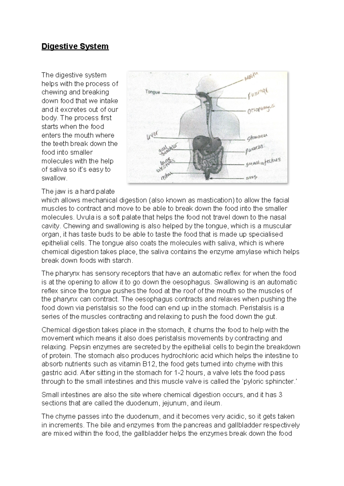 second assignment - Digestive System The digestive system helps with ...