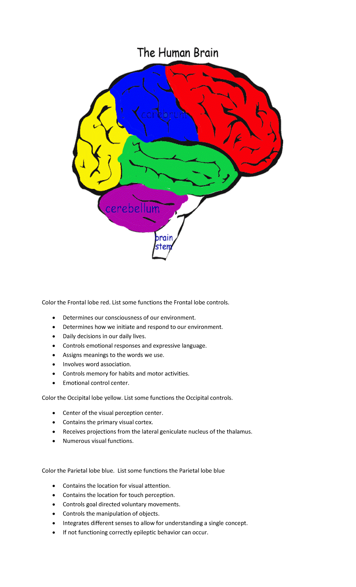 Human Brain Worksheet - BS Psychology - PUP - Studocu