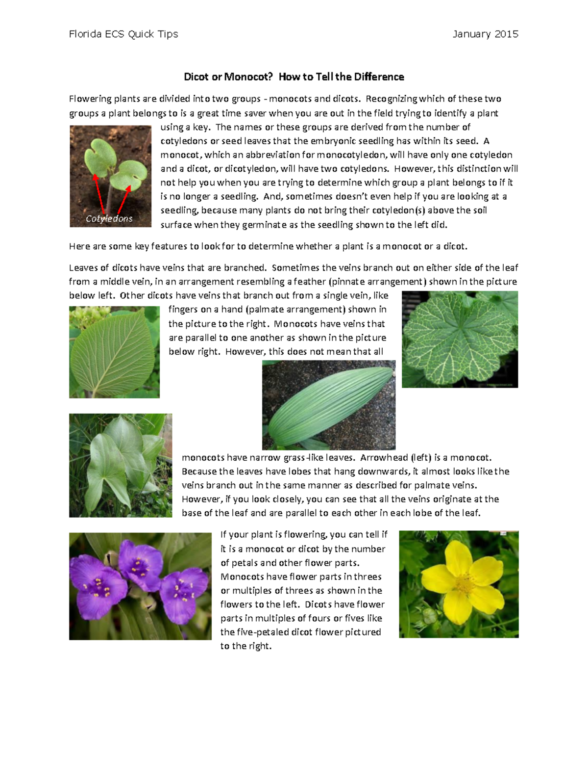 Flpmctn 12686 - None - Florida ECS Quick Tips January 2015 Dicot or ...