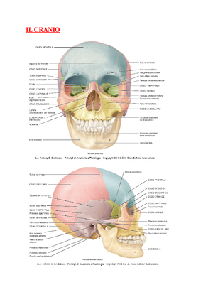 Anatomia Umanaa - ANATOMIA UMANA Sistema aperto che scambia materia ed ...