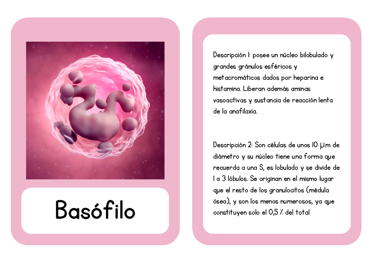 Memorama Hematología - Material de análisis clínicos - Basófilo ...