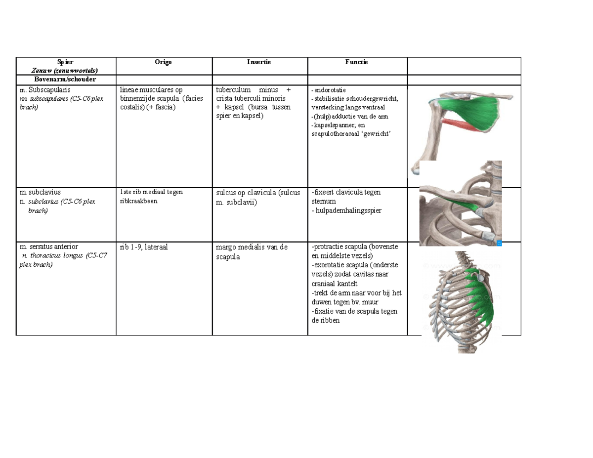 Extra spieren boven en onderste lidmaat - Spier Zenuw (zenuwwortels ...