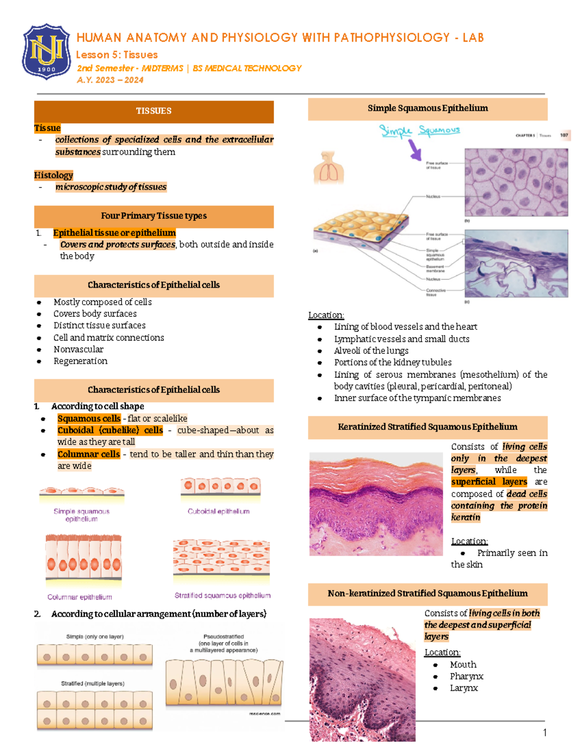 Lesson 5 Tissues - HUMAN ANATOMY AND PHYSIOLOGY WITH PATHOPHYSIOLOGY ...