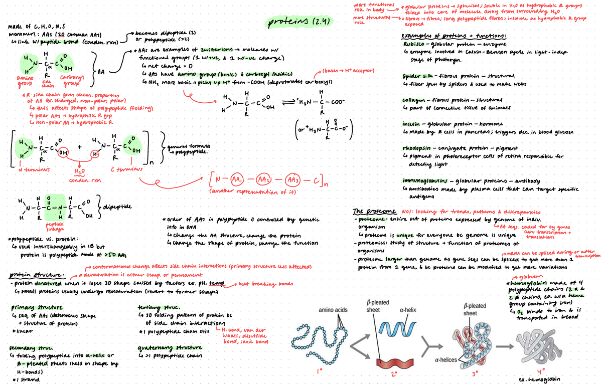 IB Biology Topic 2 - 2.4 protein summary notes - more functional ...