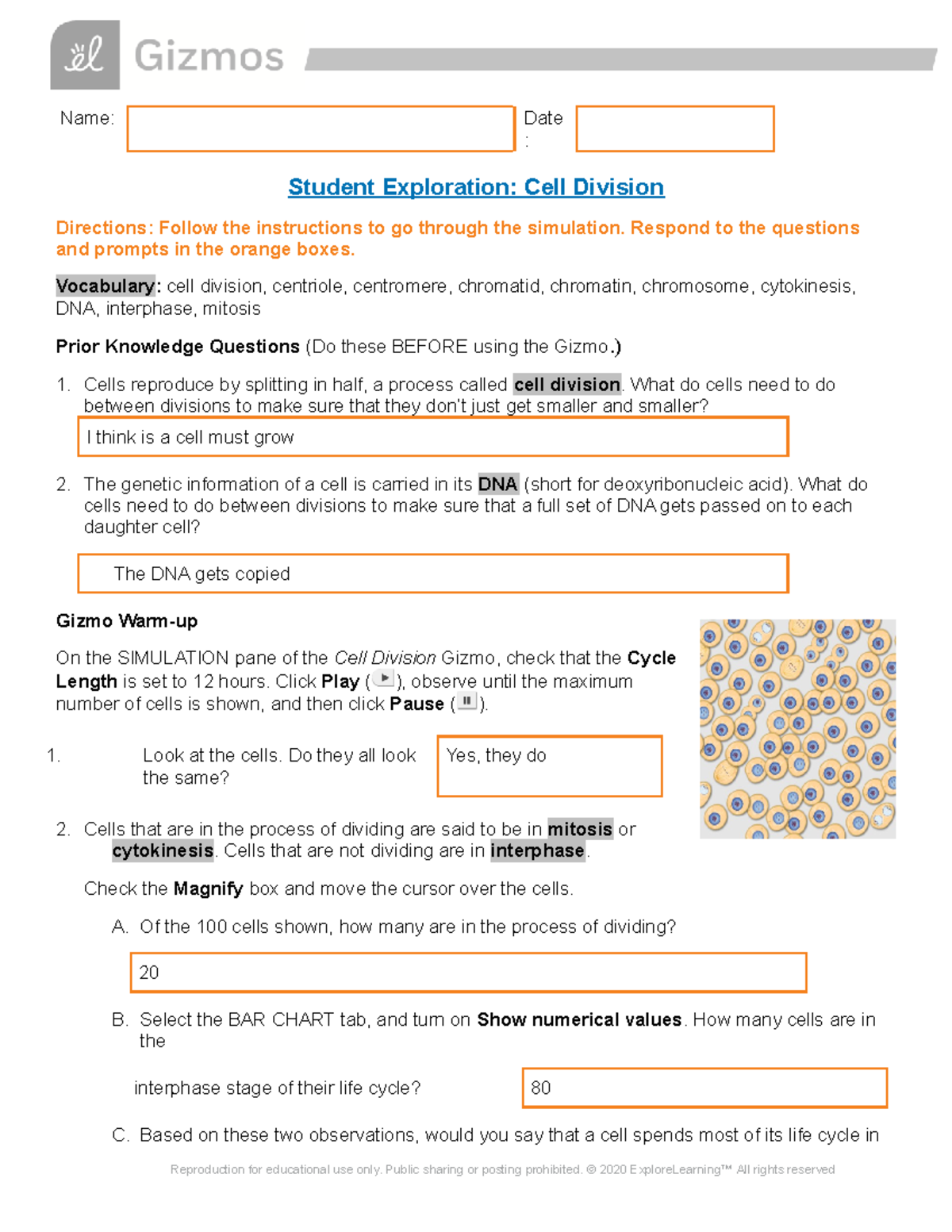 Edubina Ramirez Alvarado - Day 7 Gizmos Cell Division - Name: Date ...