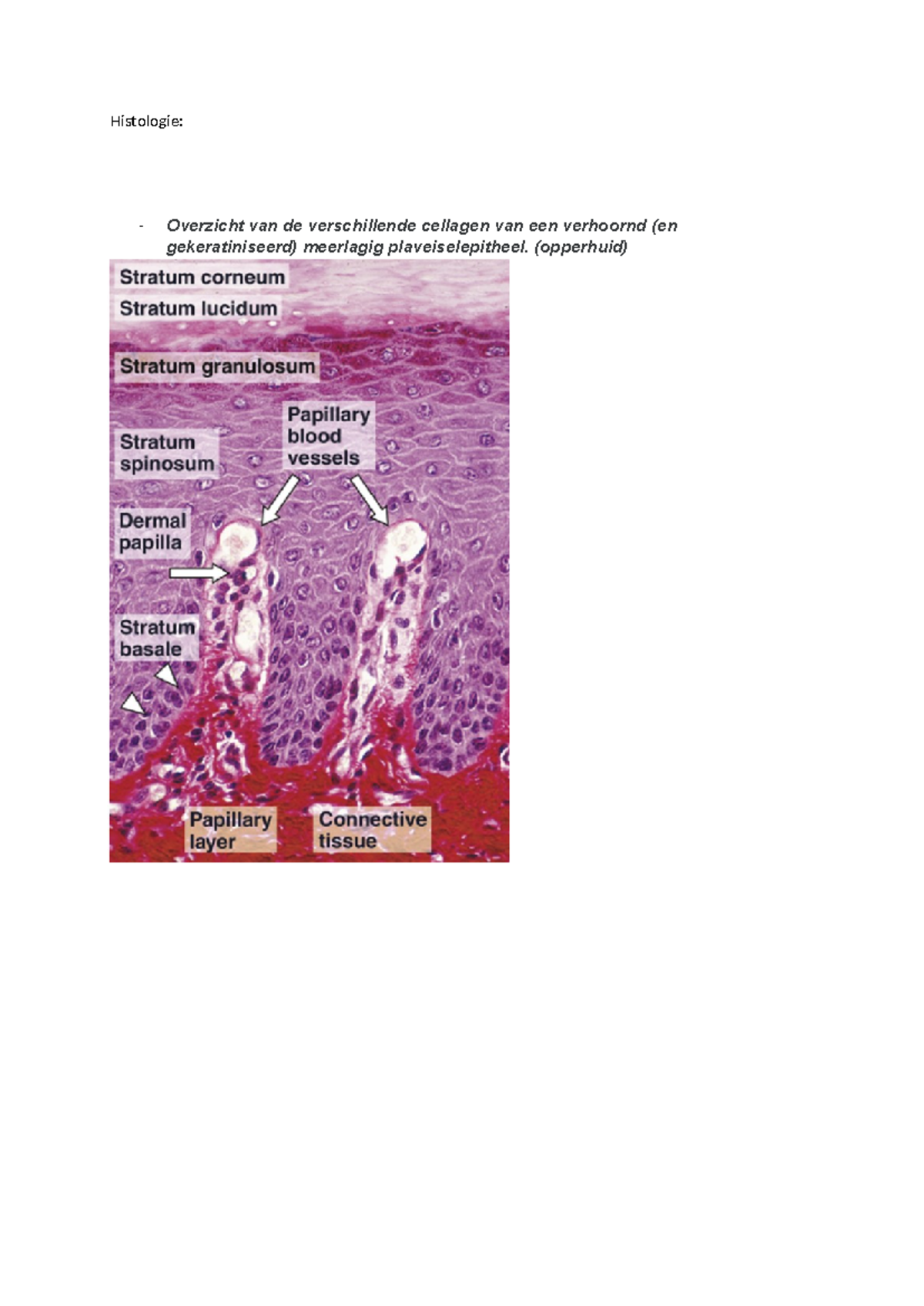 Histologie - Histologie: - Overzicht van de verschillende cellagen van ...