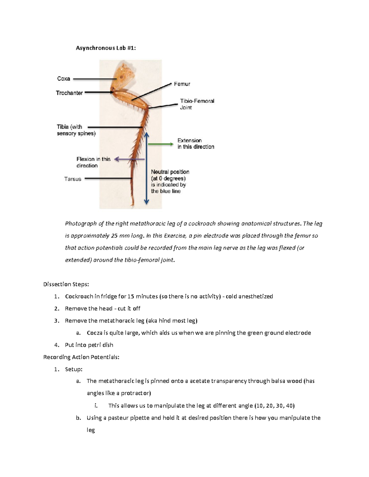 Bio 224 Lab Exam #1 Notes - Asynchronous Lab #1: Photograph of the ...