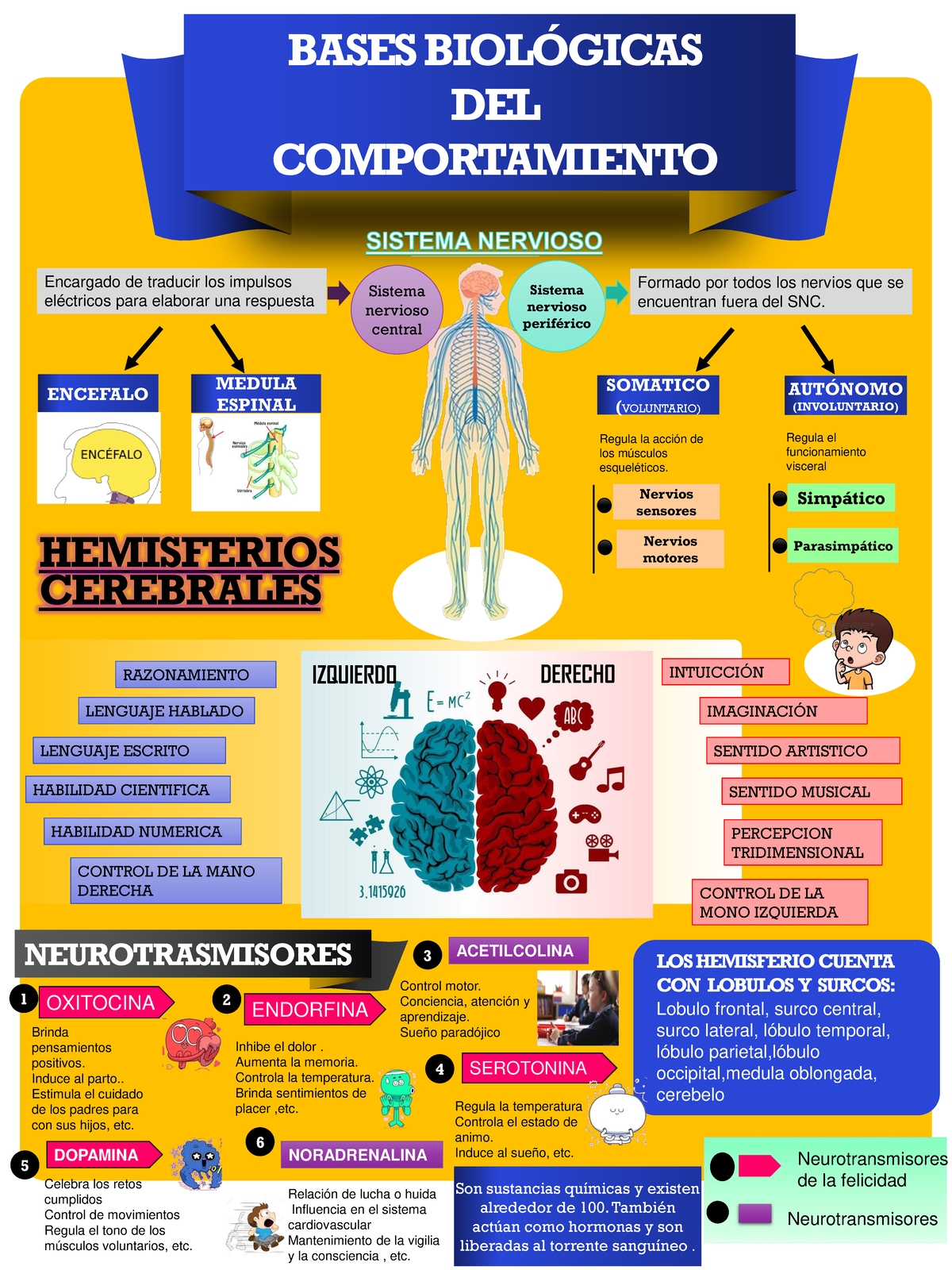 BASES BIOLOGICAS DEL COMPORTAMIENTO - 1 OXITOCINA 2 3 ACETILCOLINA ...