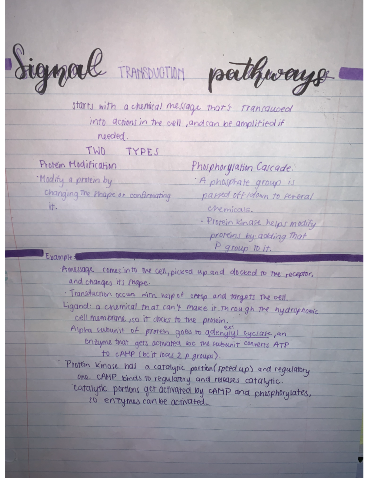Signal transduction pathways - Studocu