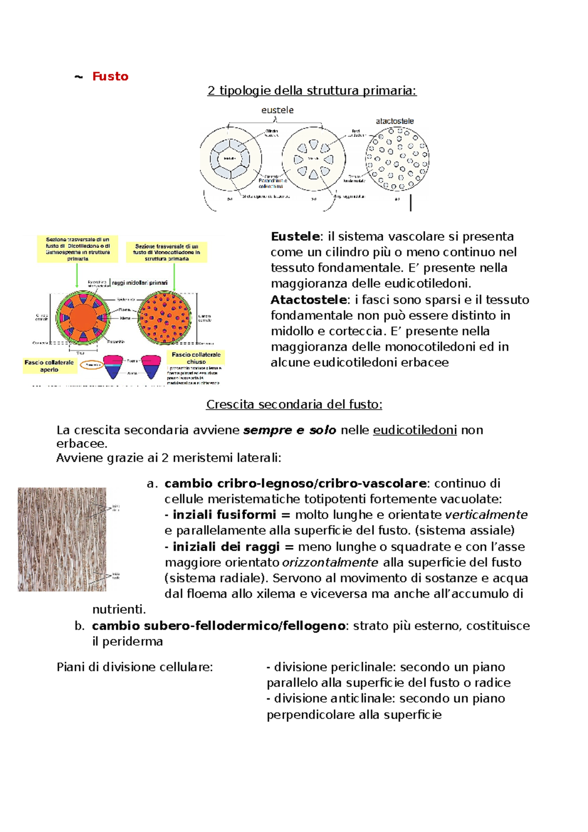 13. Fusto, crescita secondaria - Fusto 2 tipologie della struttura ...