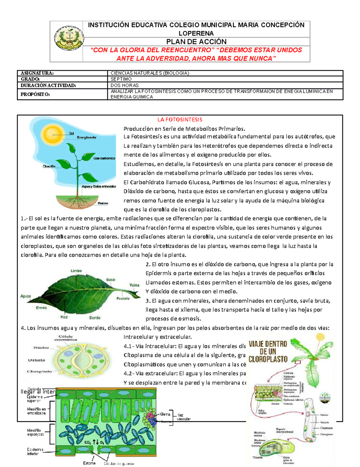 Guias Septimo. Fotosintesis - INSTITUCIÓN EDUCATIVA COLEGIO MUNICIPAL ...