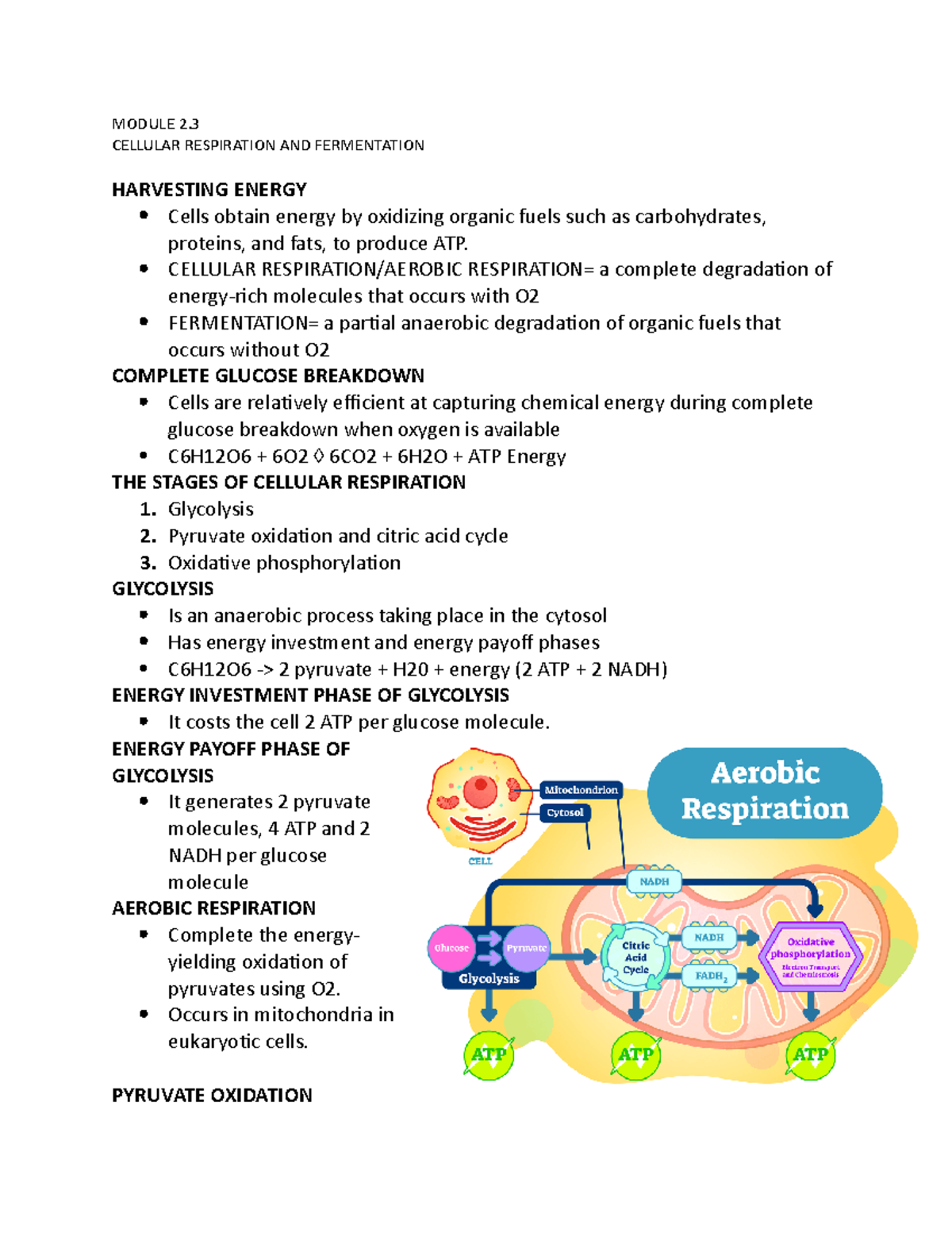 Bio102 Notes #3 - MODULE 2. CELLULAR RESPIRATION AND FERMENTATION ...