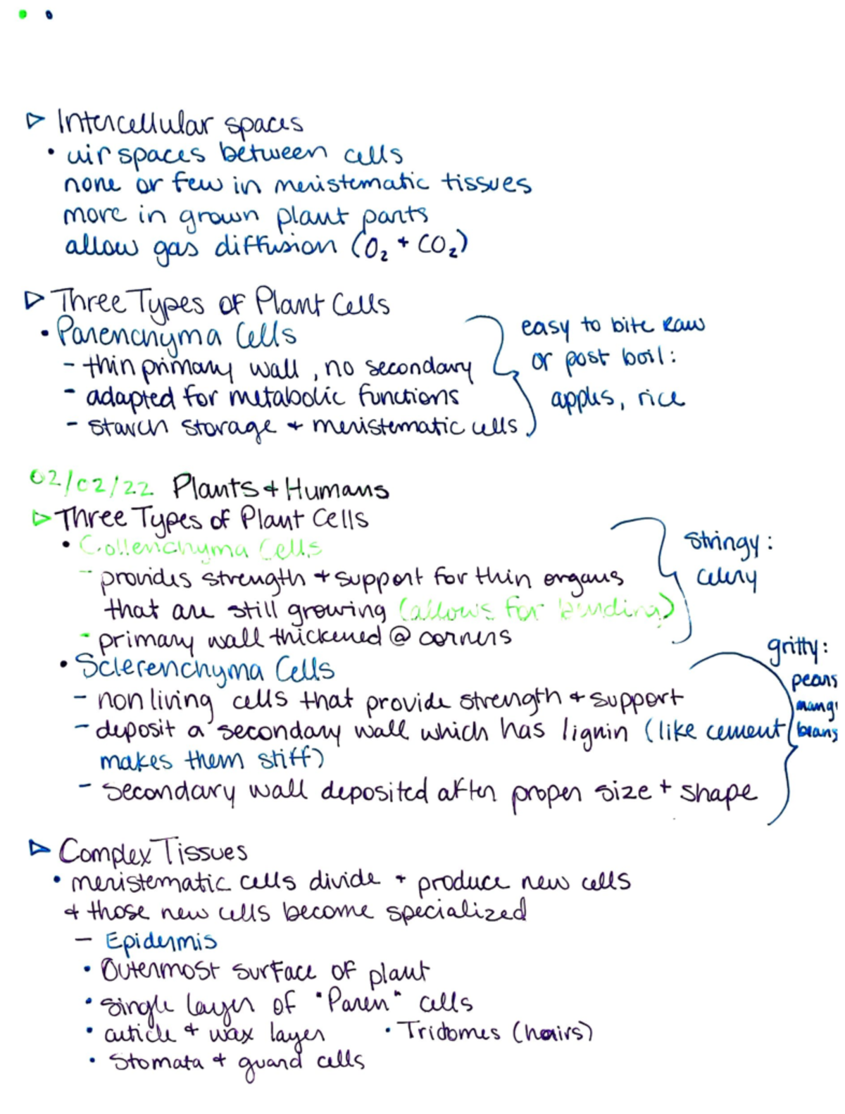 Lecture 4 - Dr. Burkhead - Intercellular spaces uir spaces between ...