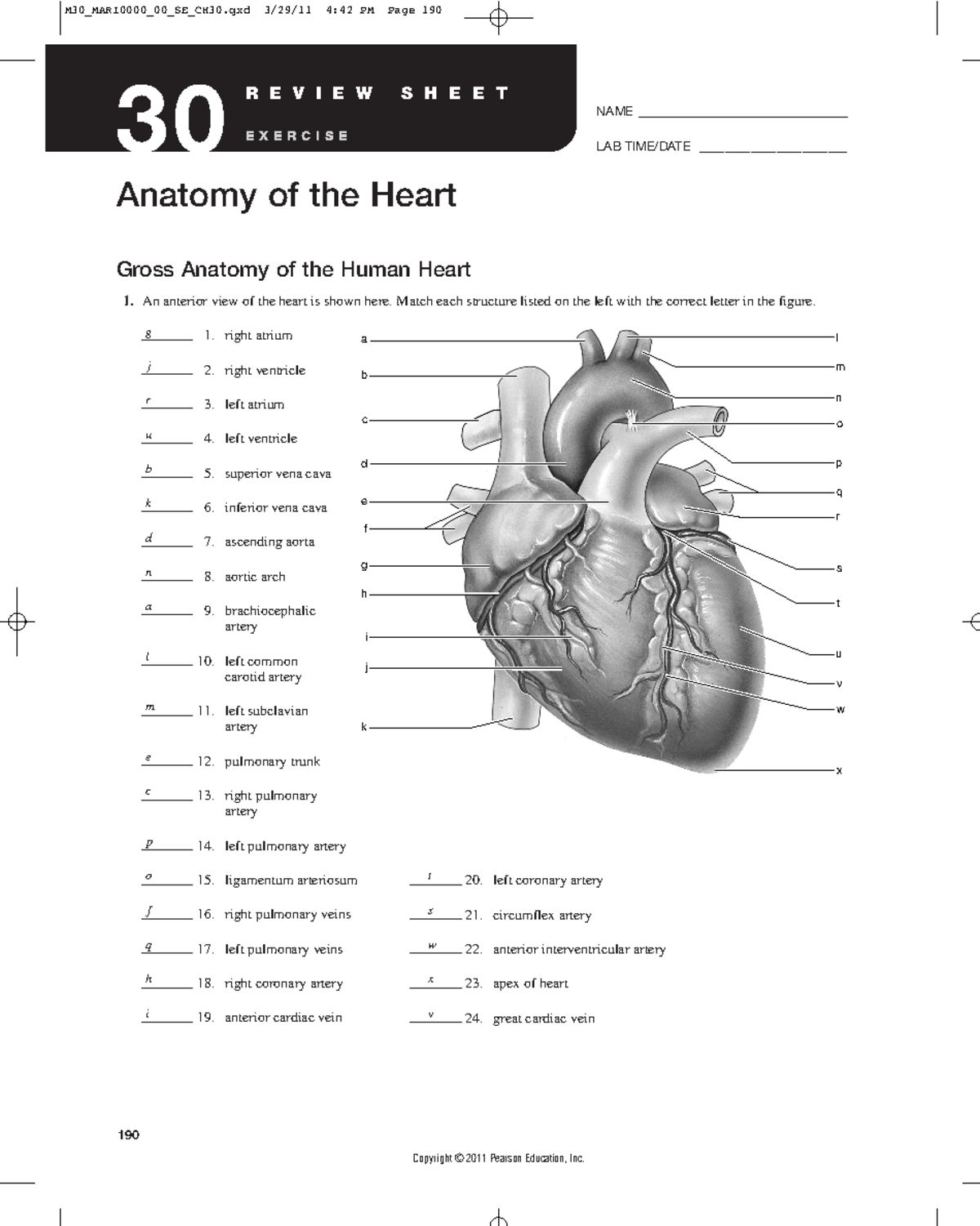 Answers Lab02 Heart Anatomy - NAME ____________________________________ 30 LAB TIME/DATE - Studocu