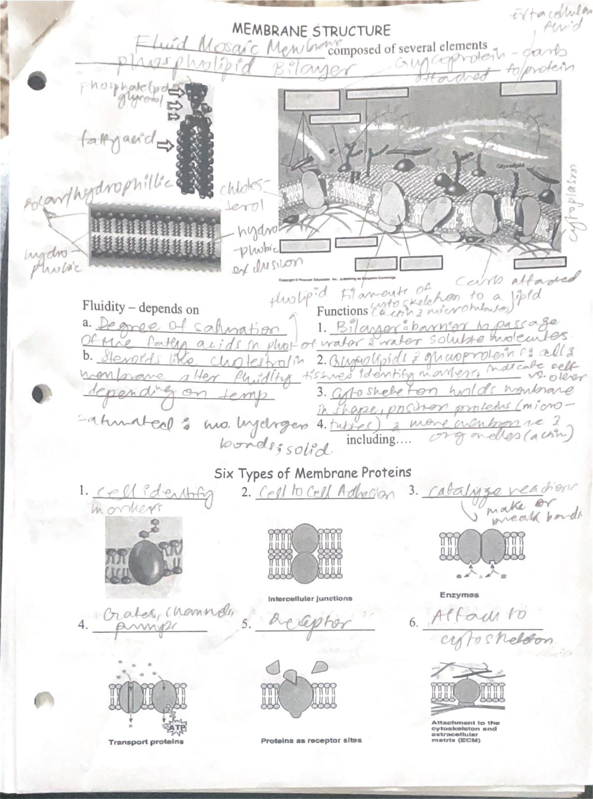 Membrane Structure - Studocu