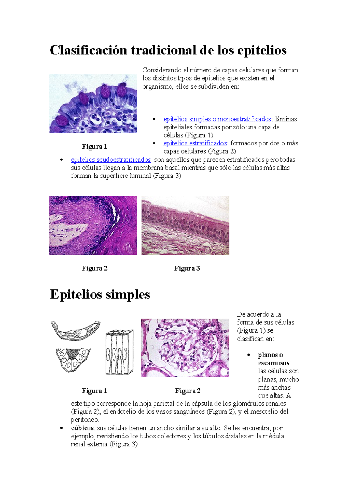Clasificación tradicional de los epitelios - Clasificación tradicional de los epitelios ...