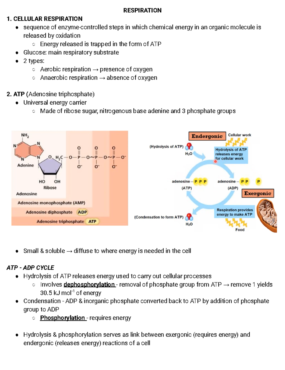 Respiration - RESPIRATION 1. CELLULAR RESPIRATION sequence of enzyme ...