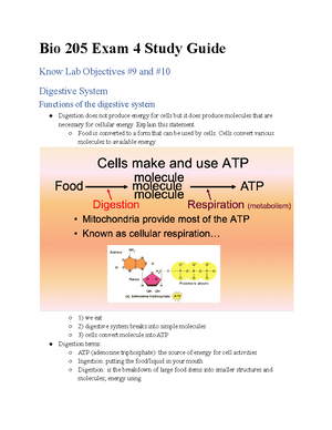 BIO 205 Exam 1 - human anatomy exam 1 study guide - Levels of ...