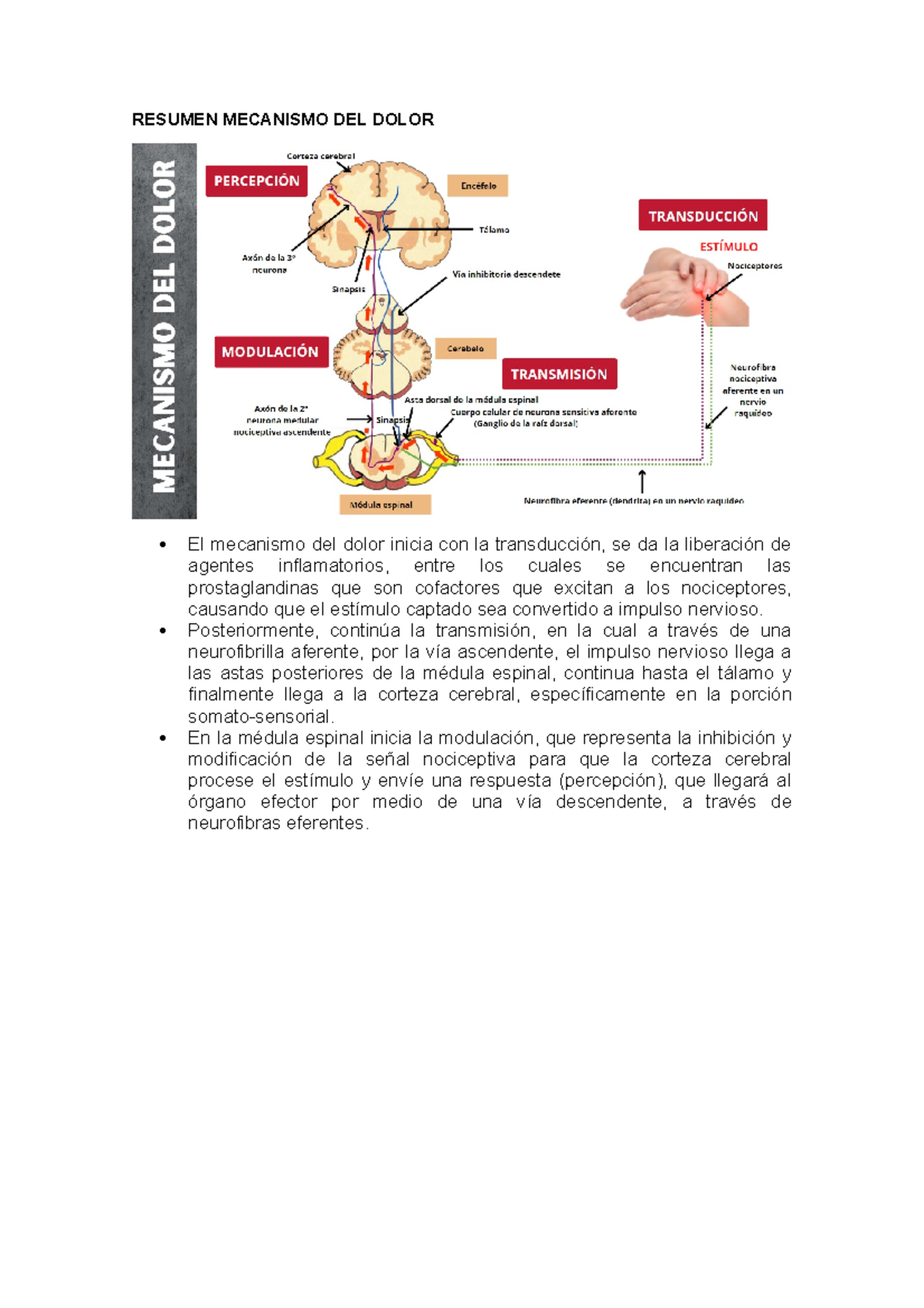 Anatomia Del Dolor
