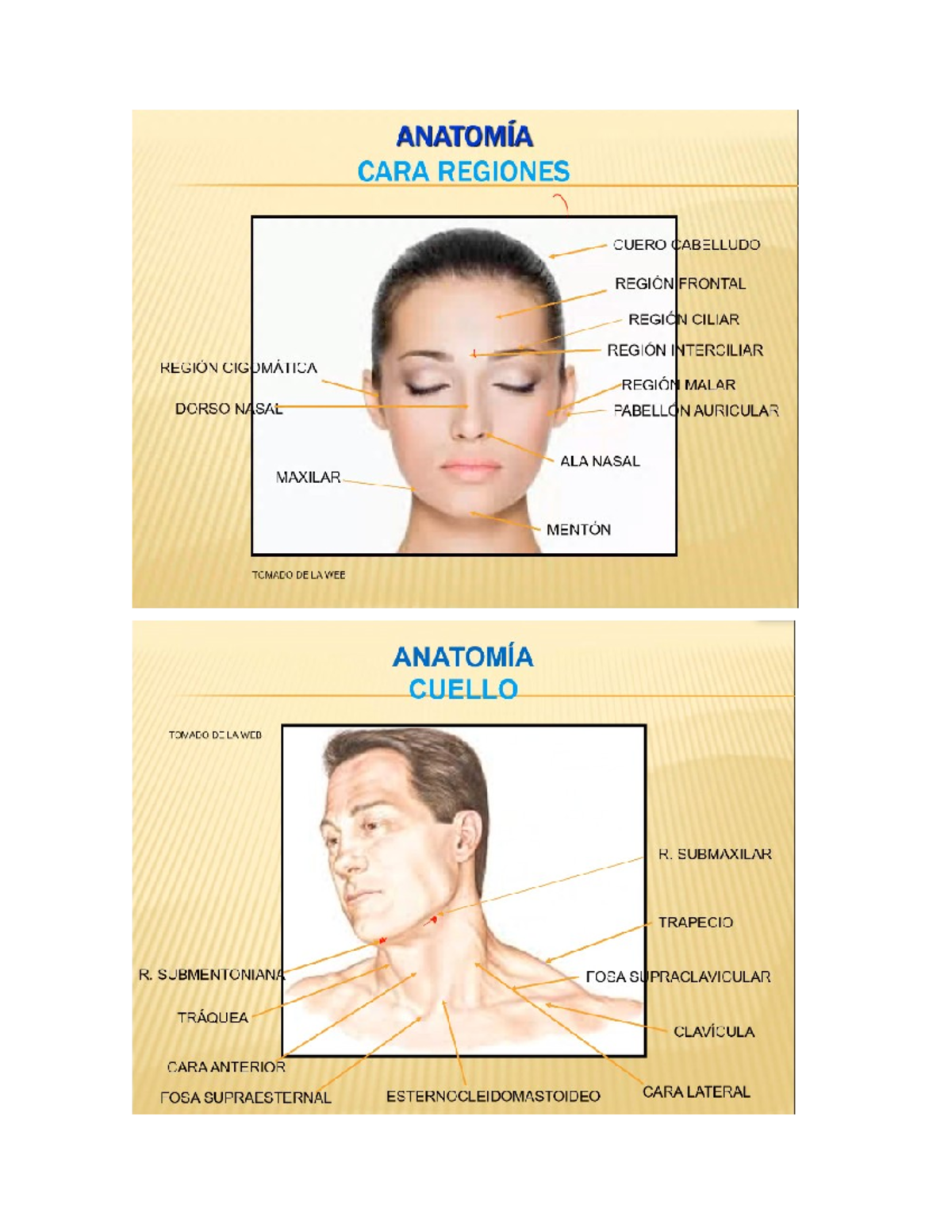 Anatomia - Te explicamos qué es la anatomía y qué estudia esta ciencia ...