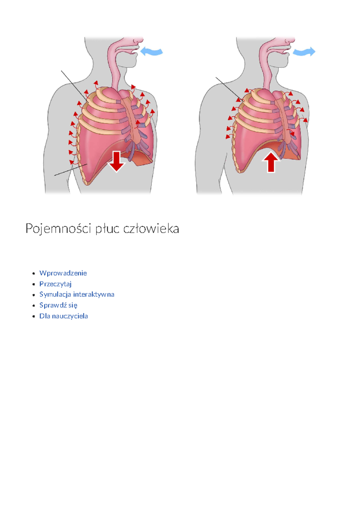 Pojemnosci pluc czlowieka - Pojemności płuc człowieka Wprowadzenie ...