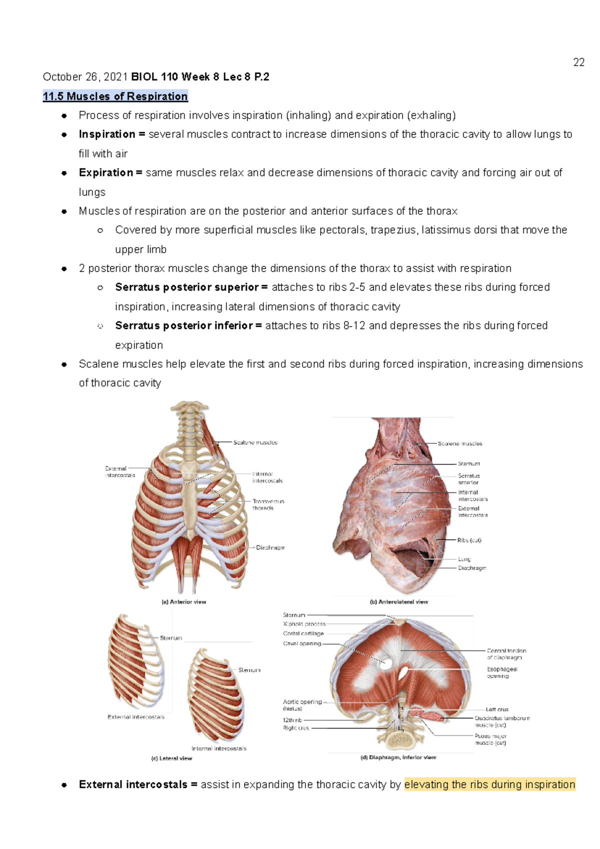 BIOL 110 Pt 2 - Axial and Appendicular Muscles - October 26, 2021 BIOL ...
