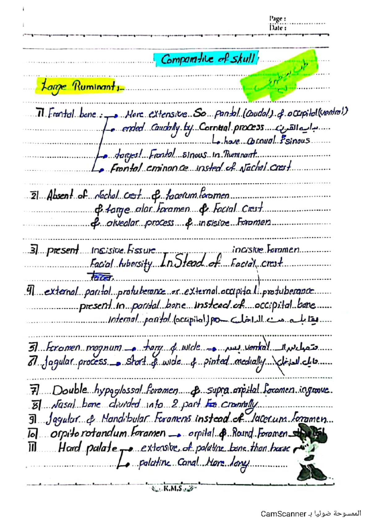 Skull - Anatomy 2 - Studocu