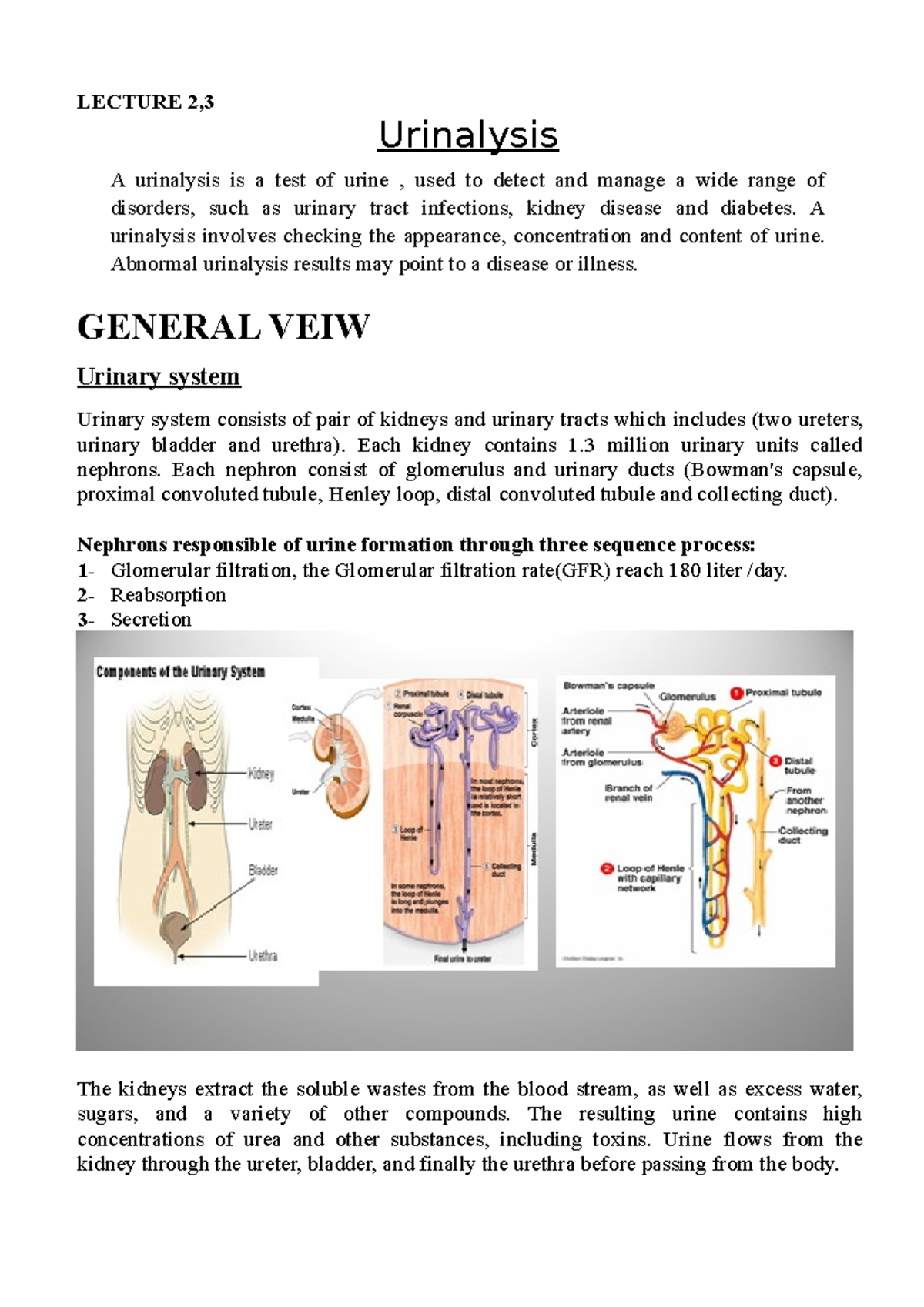 Urinalysis General View - LECTURE 2, Urinalysis A urinalysis is a test ...