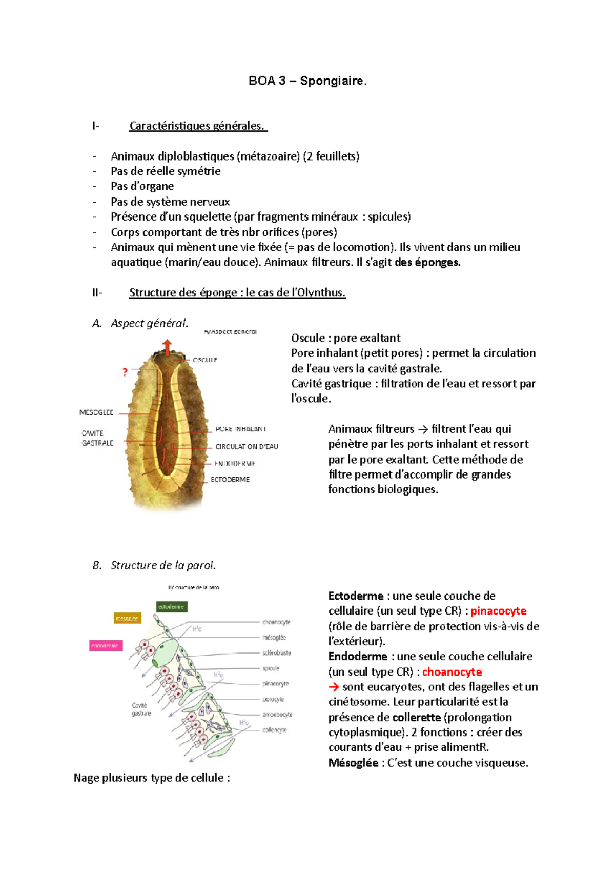 Boa 3 - spongiaire - boa l1 - BOA 3 – Spongiaire. I- Caractéristiques générales. Animaux - Studocu