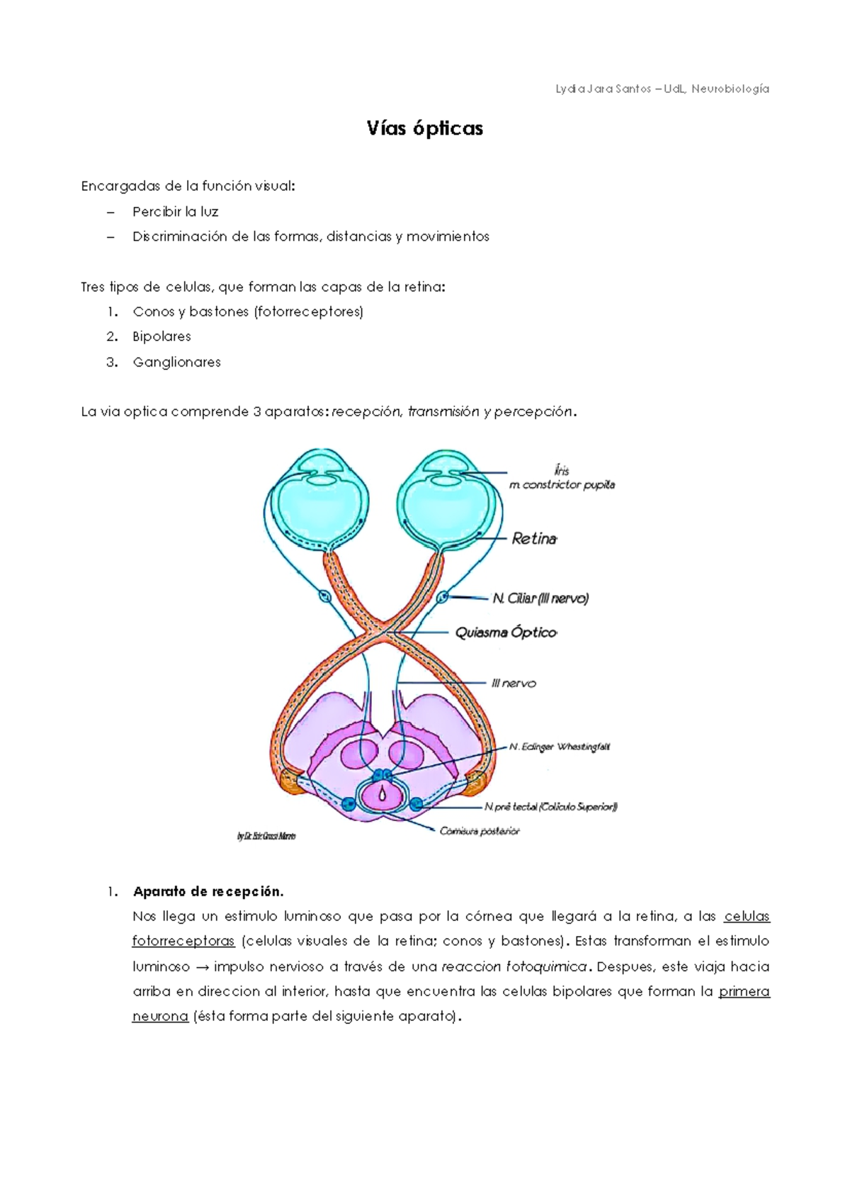 T3. Vías ópticas - Lydia Jara Santos – UdL, Neurobiología Vías ópticas ...