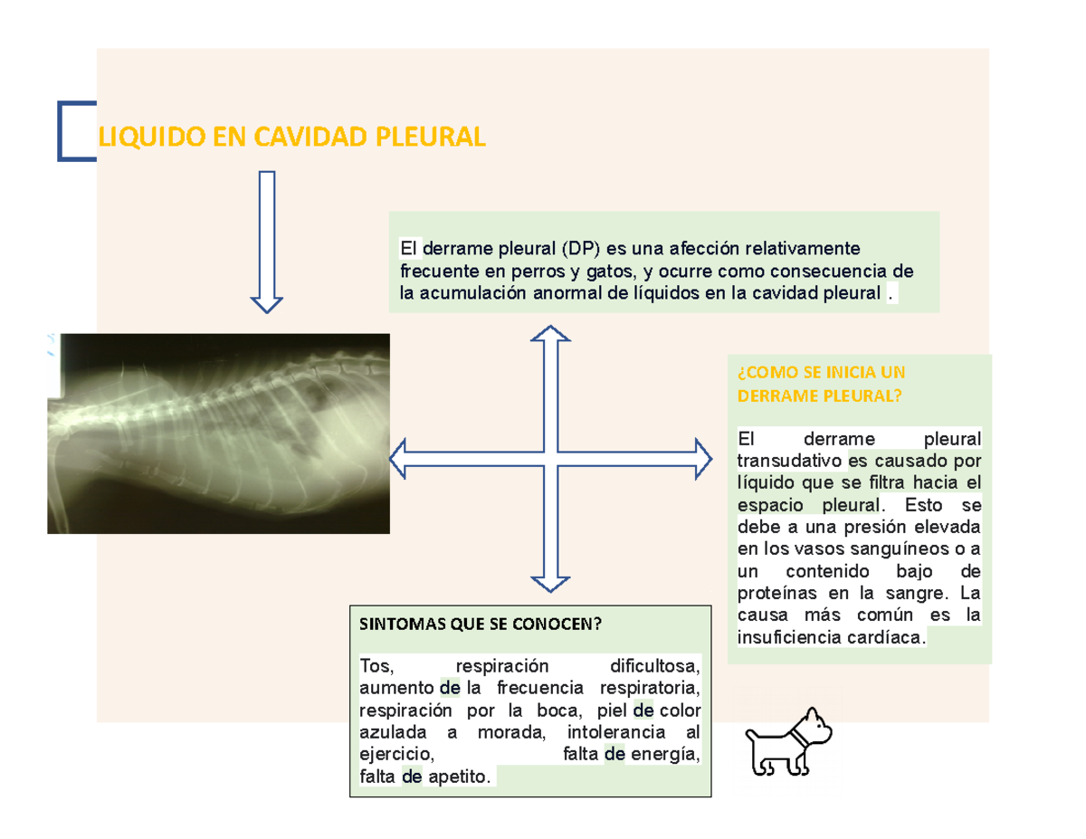 Liquido EN Cavidad Pleural - LIQUIDO EN CAVIDAD PLEURAL El derrame ...