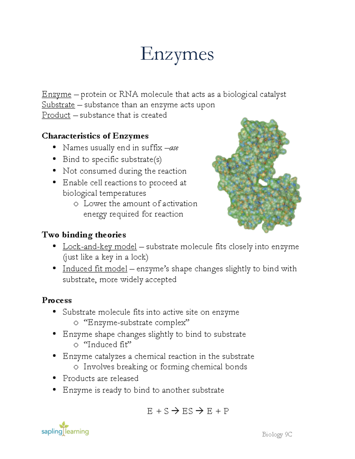 Sapling Learning Biology 9C Enzymes - Biology 9C Enzymes Enzyme – protein or RNA molecule that ...