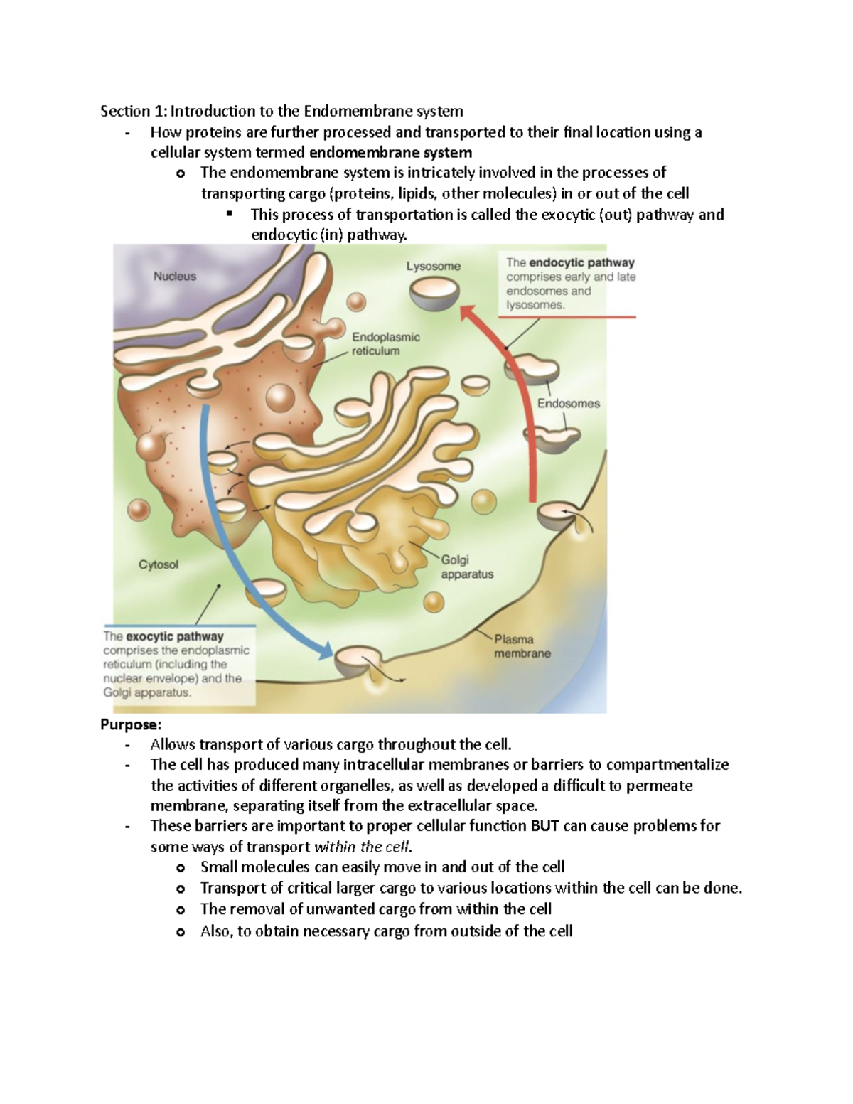 Module 4-PHGY170 - The endomembrane system and Golgi apparatus - Section 1: Introduction to the ...